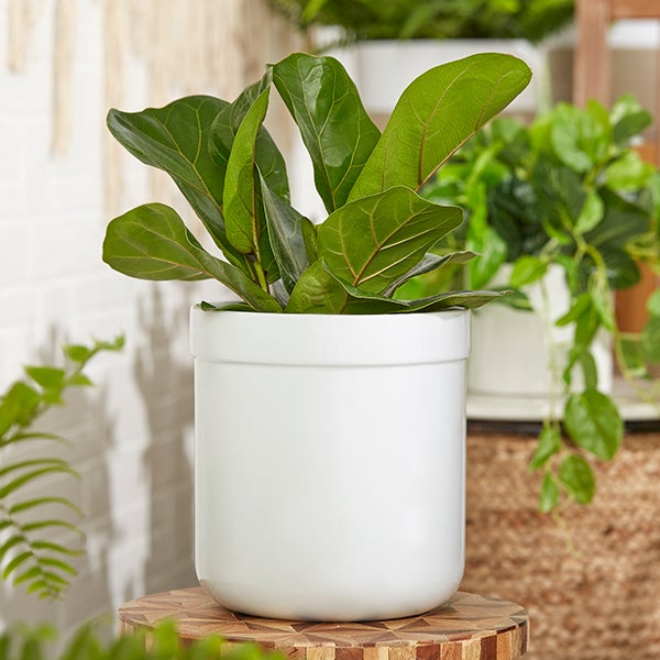 Personalized Flower Pots - Let Love Grow